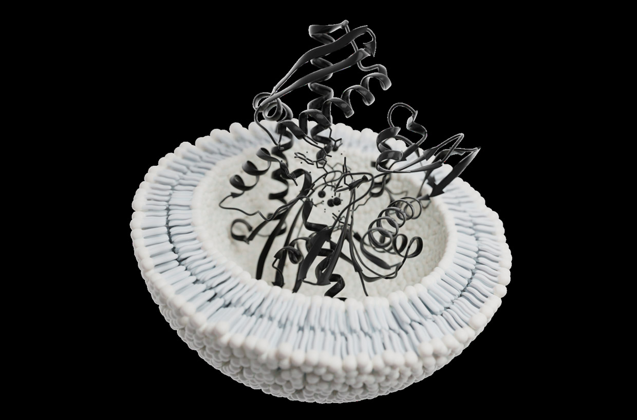 This stealthy biological carrier holds promise for regenerative ...